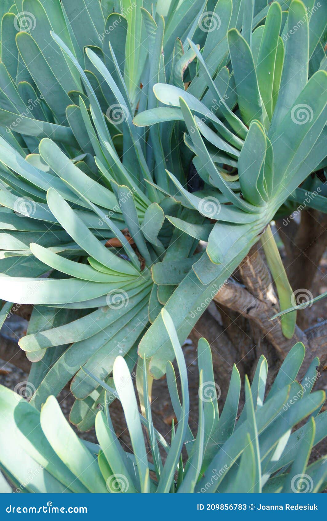 Green Background with Exotic Plants in the Garden Stock Image - Image ...