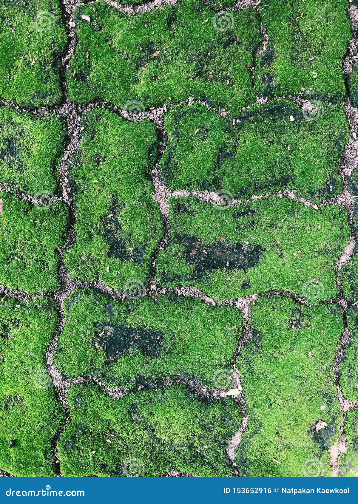 The Green Background that is Formed from the Moss Stock Photo - Image ...