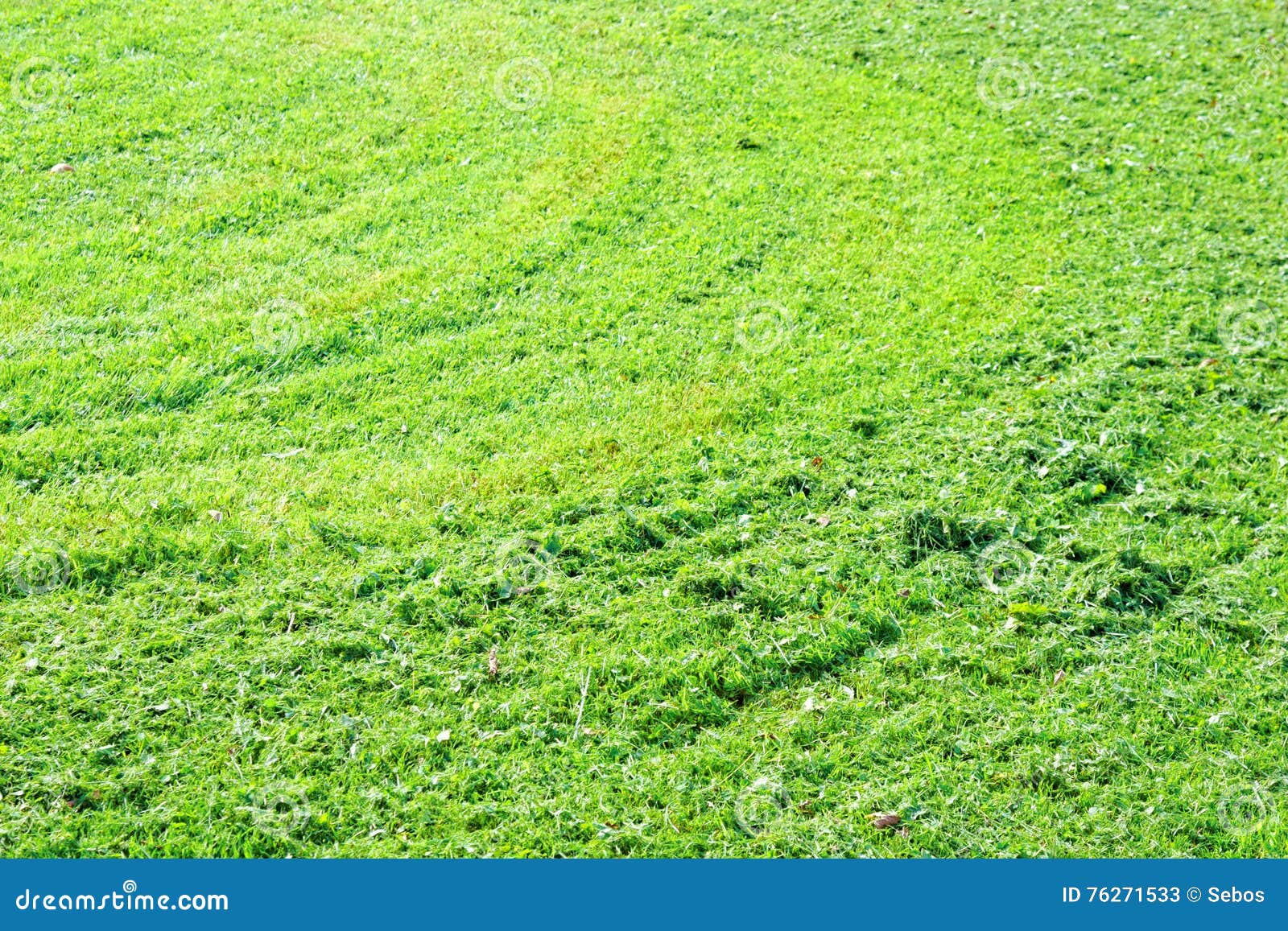 Green Background of Freshly Cut Grass. Natural Texture of Field. Stock ...