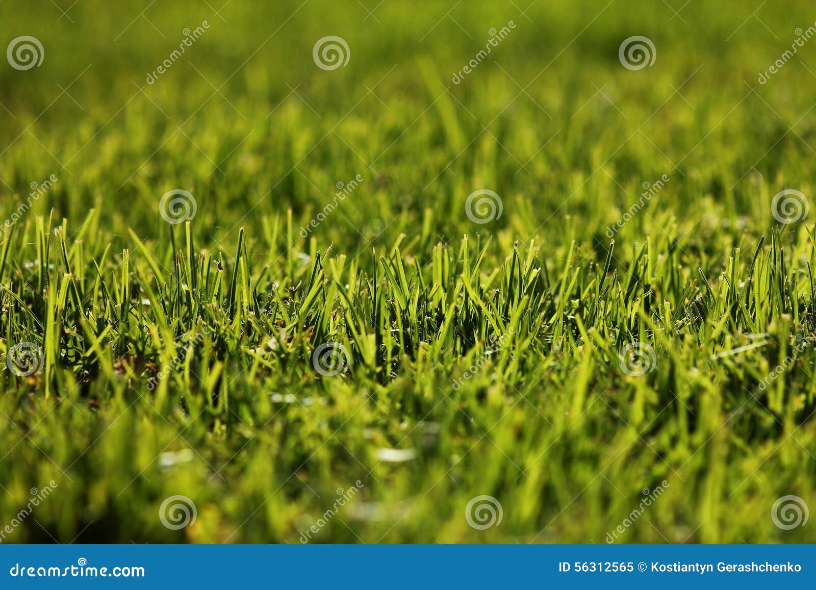 Green Background of Grass Table Stock Image - Image of natural, green ...