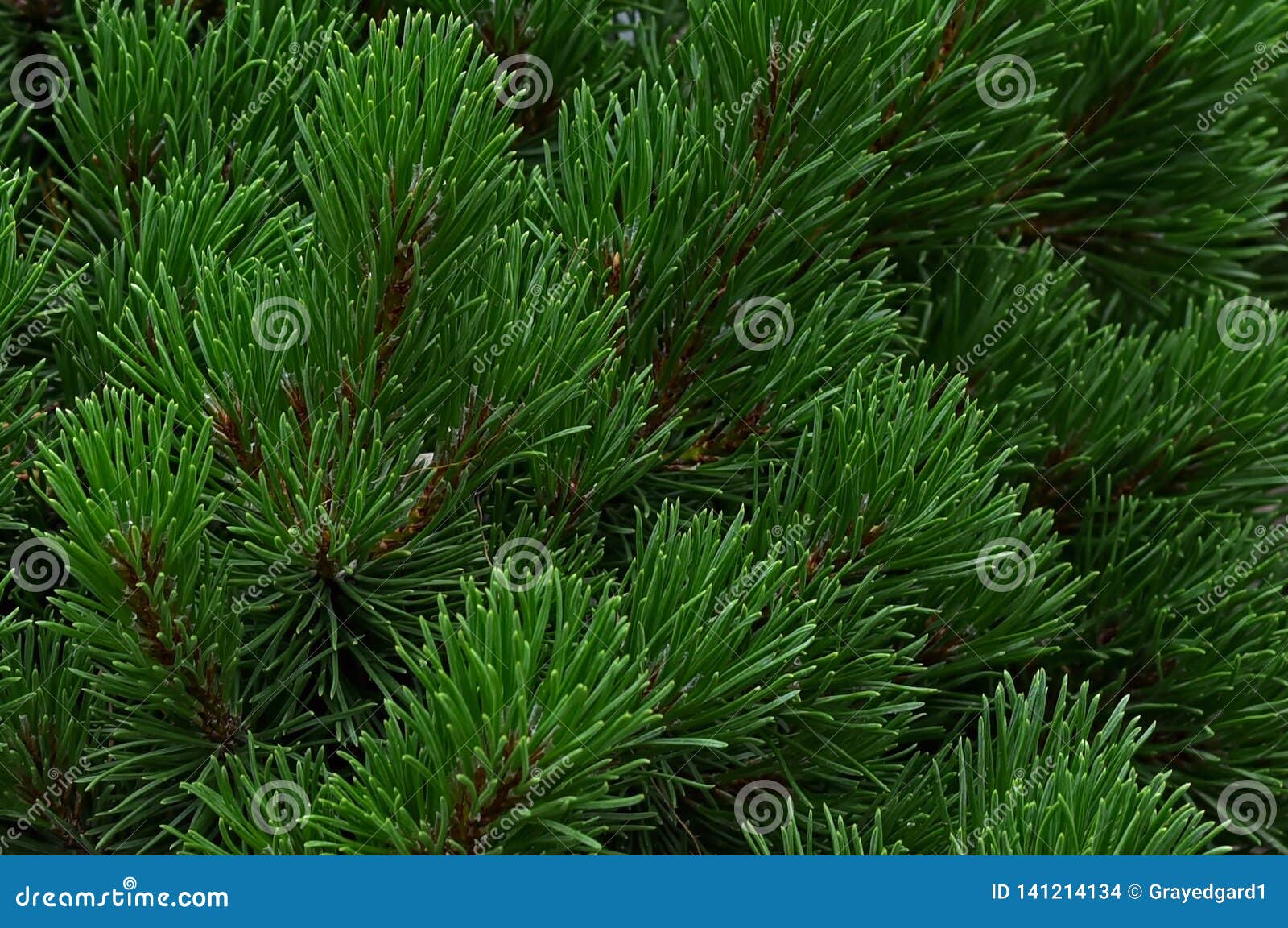 Green background stock photo. Image of nature, background - 141214134
