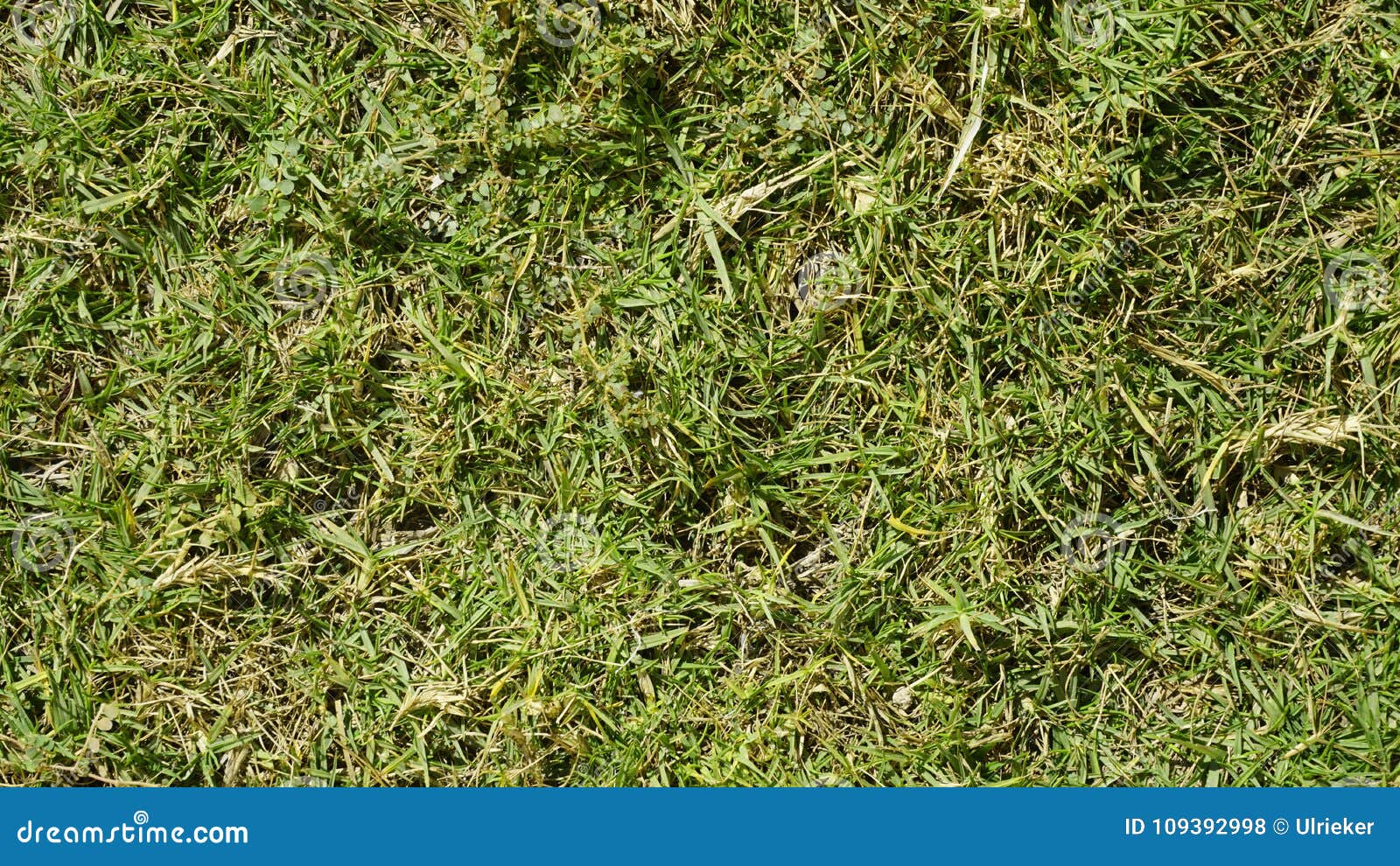 Top View of Green Grass Background Texture Stock Photo - Image of cover ...