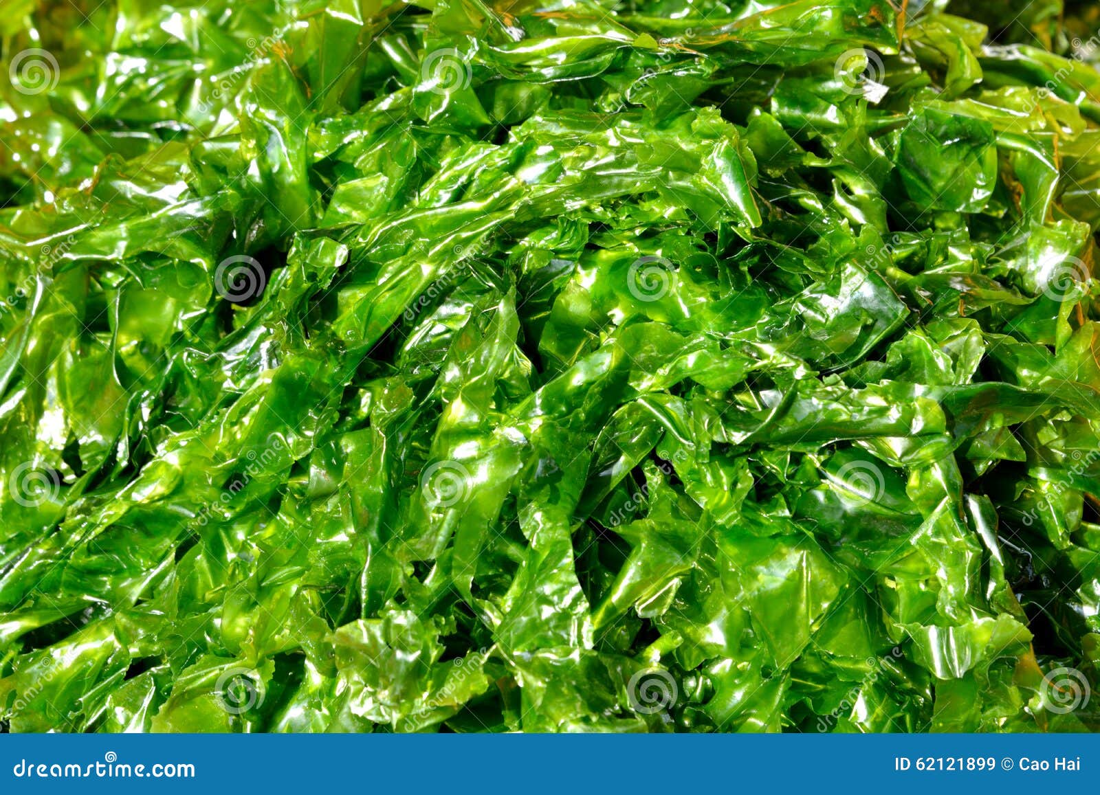 Green Background, Kelp Stock Photo - Image: 62121899