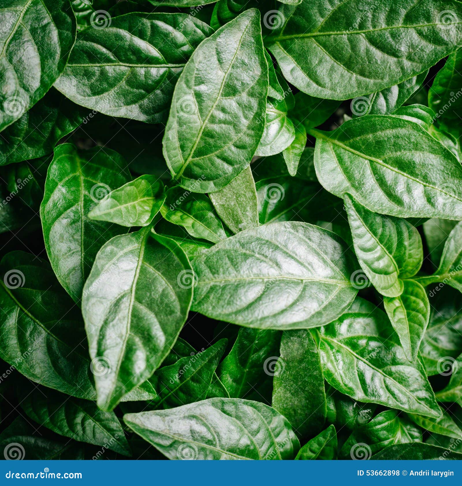 Green Background Leaf Spring Stock Photo - Image of fresh, summer: 53662898