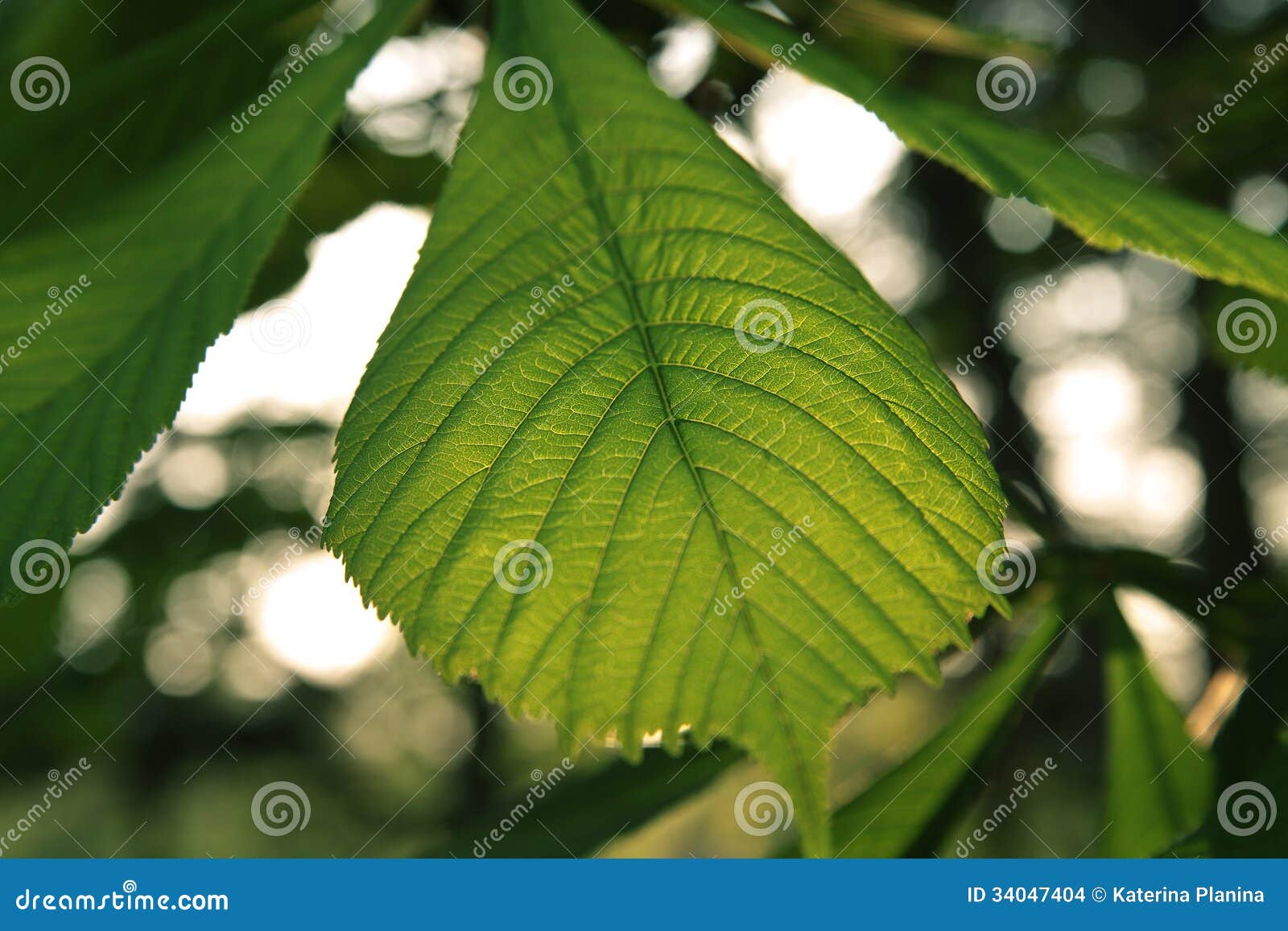 Green Background from the Leaves of the Forest Stock Photo - Image of ...