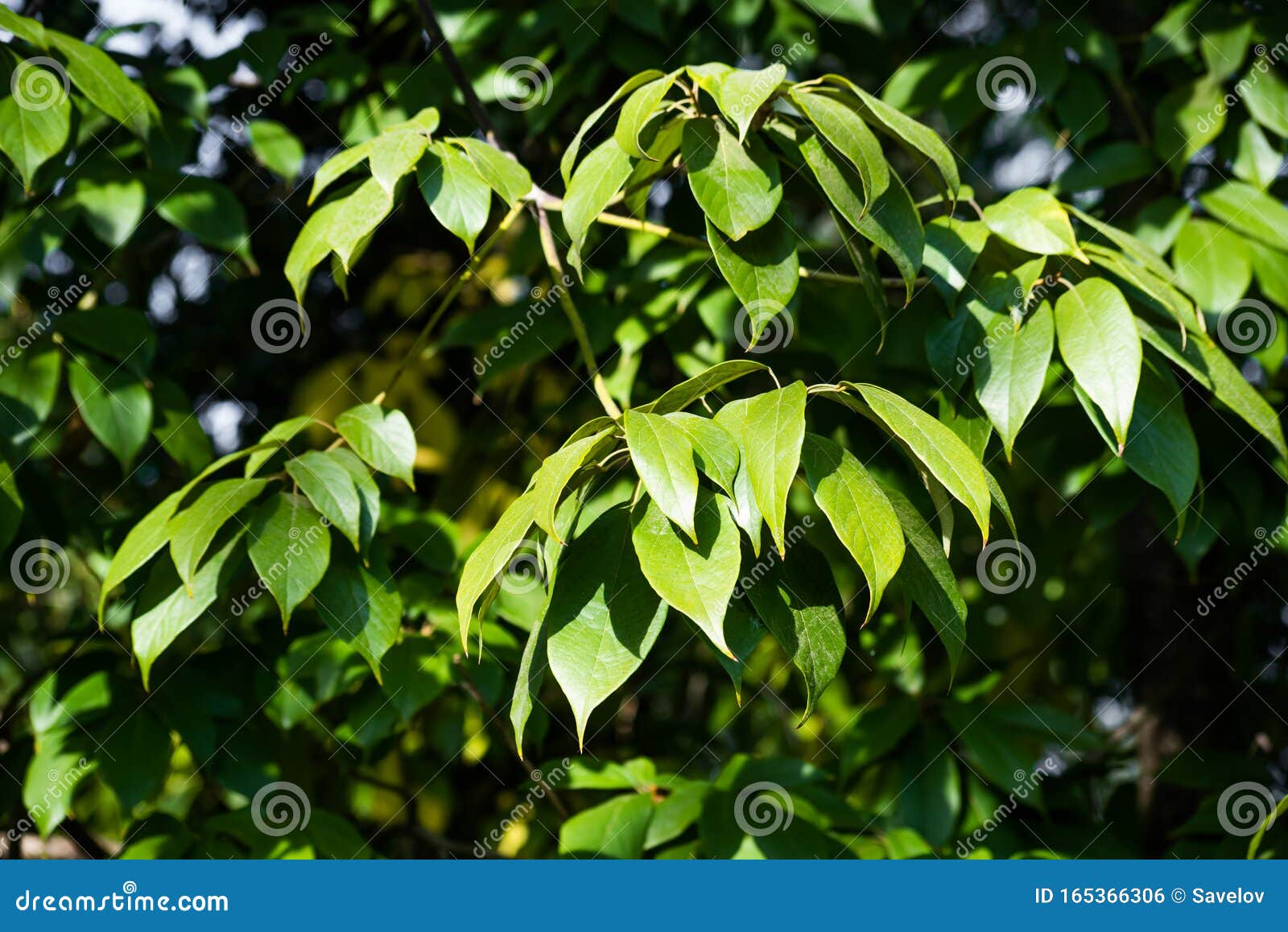 Green Background with Leaves Reevesia Sinica is Close Stock Photo ...