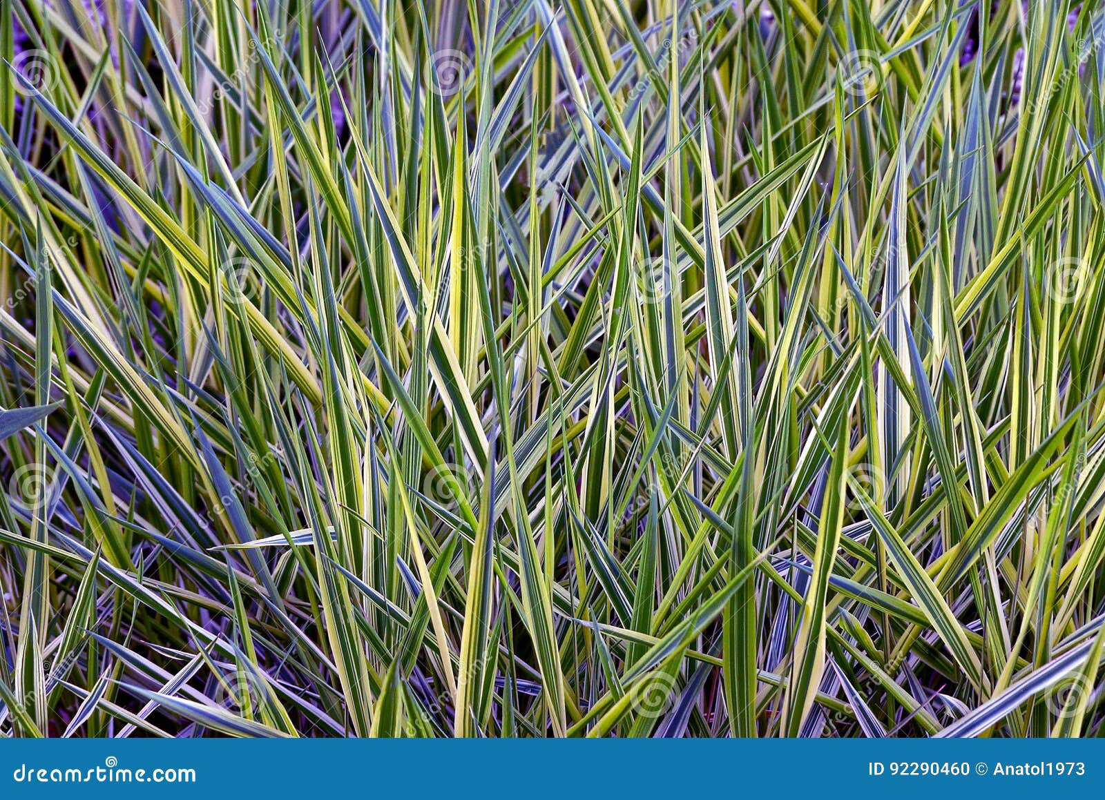 Green Background of Long Grass in the Garden Stock Photo - Image of ...