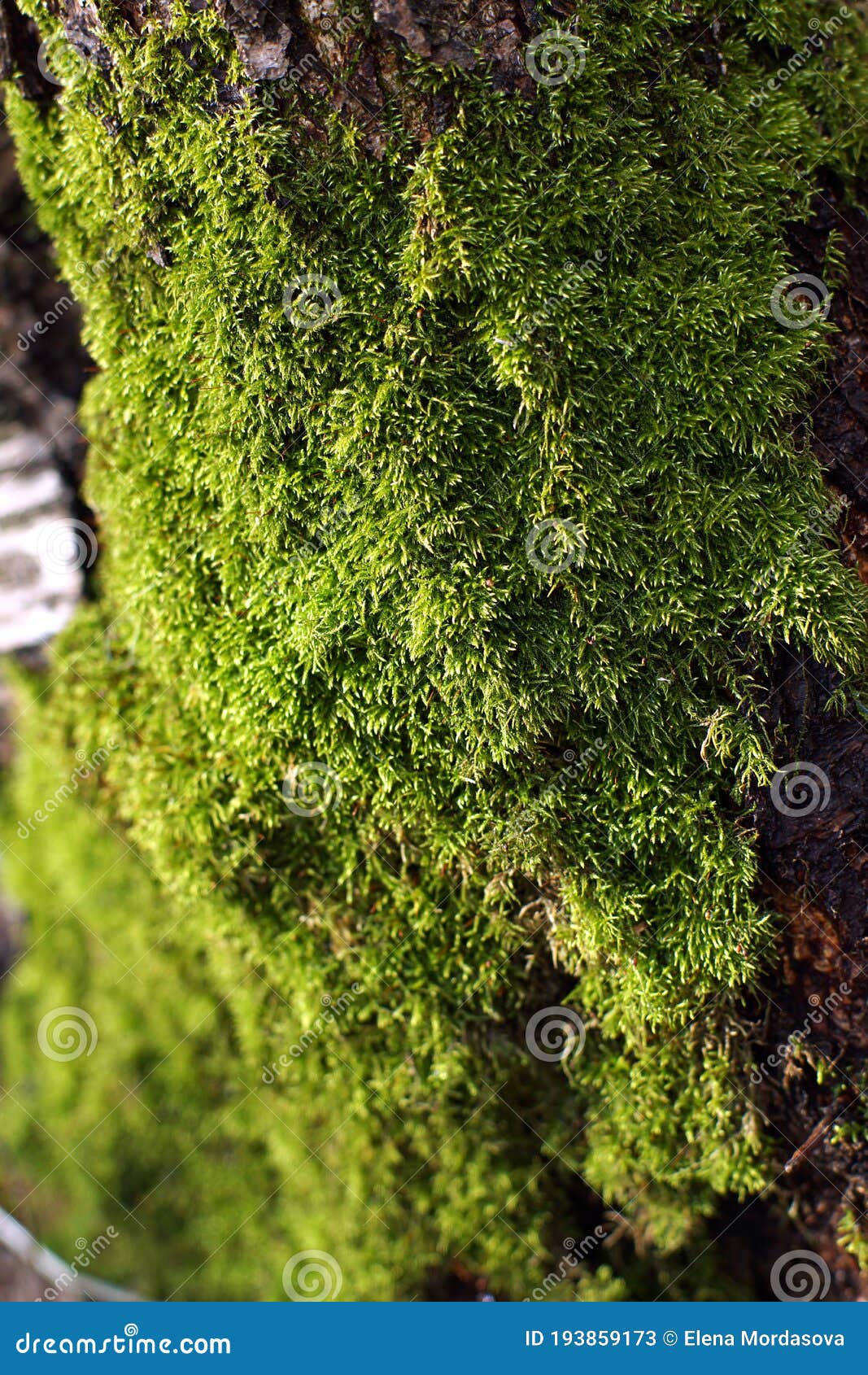 Green Background with Moss Growing on the Surface of the Tree Stock ...