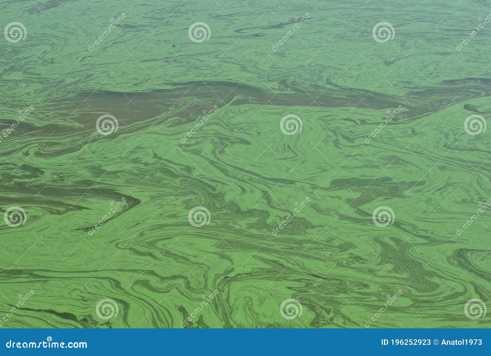 Green Background from the Polluted Water Stock Image - Image of dirt ...
