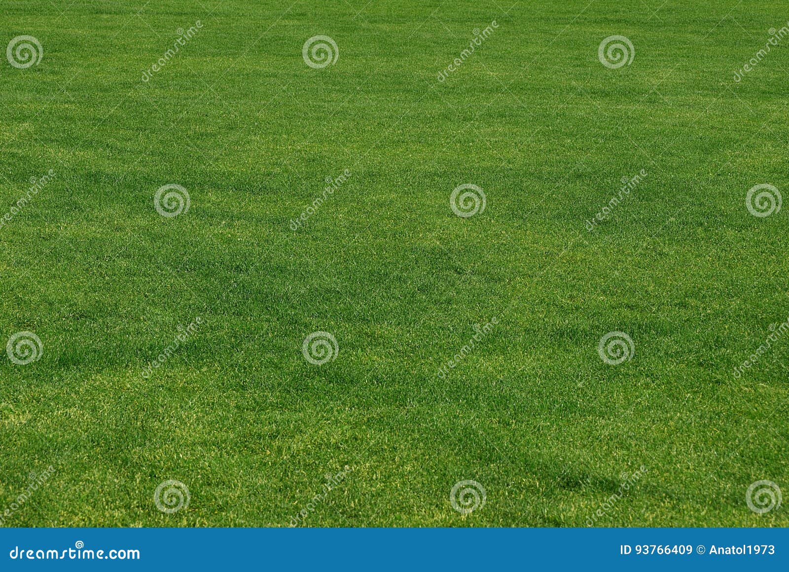 Green Background of Shallow Grass on the Lawn Stock Image - Image of ...