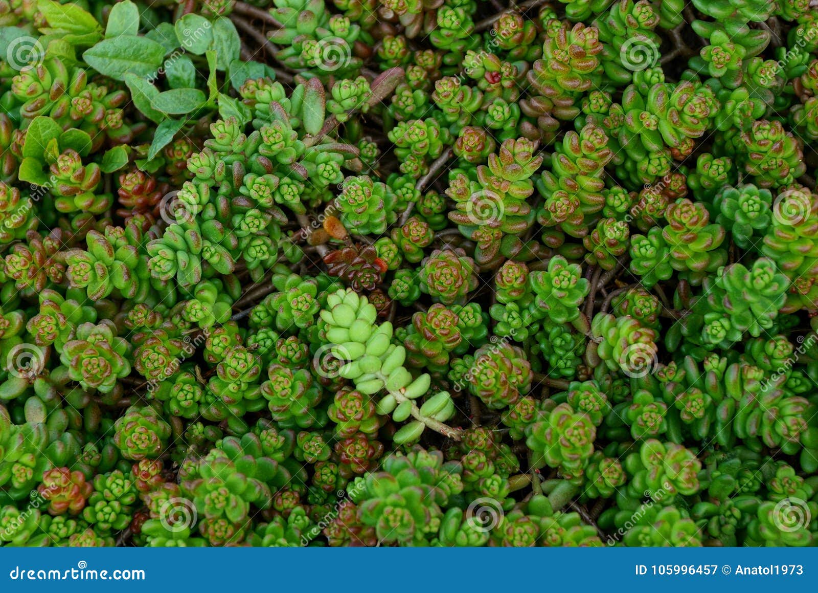 Green Background of Small Ornamental Plants in the Nature Stock Image ...