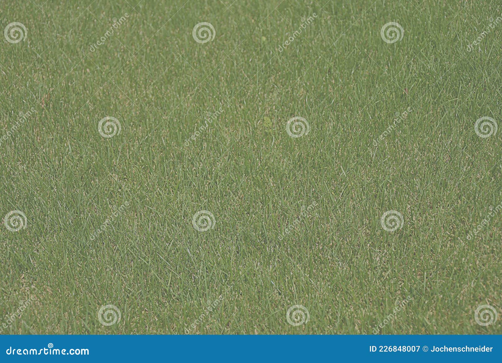 Green Background with Soft Grass Texture Stock Image - Image of bright ...