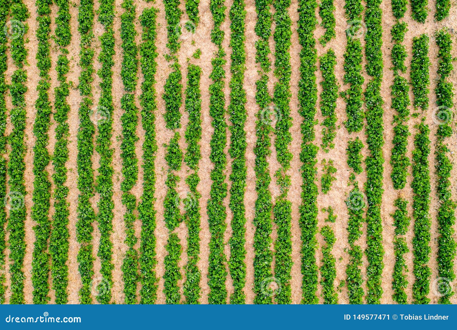 Green Background - Strawberry Field - Rows or Lines Stock Image - Image ...