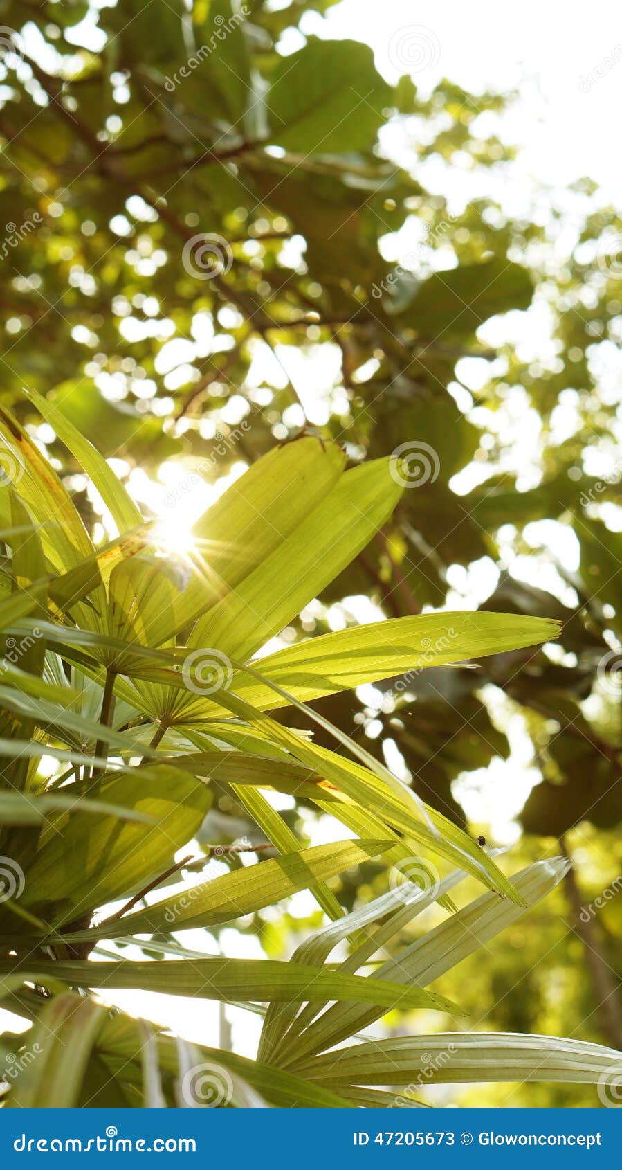 Green Background With Sun Light Stock Image | CartoonDealer.com #47205673