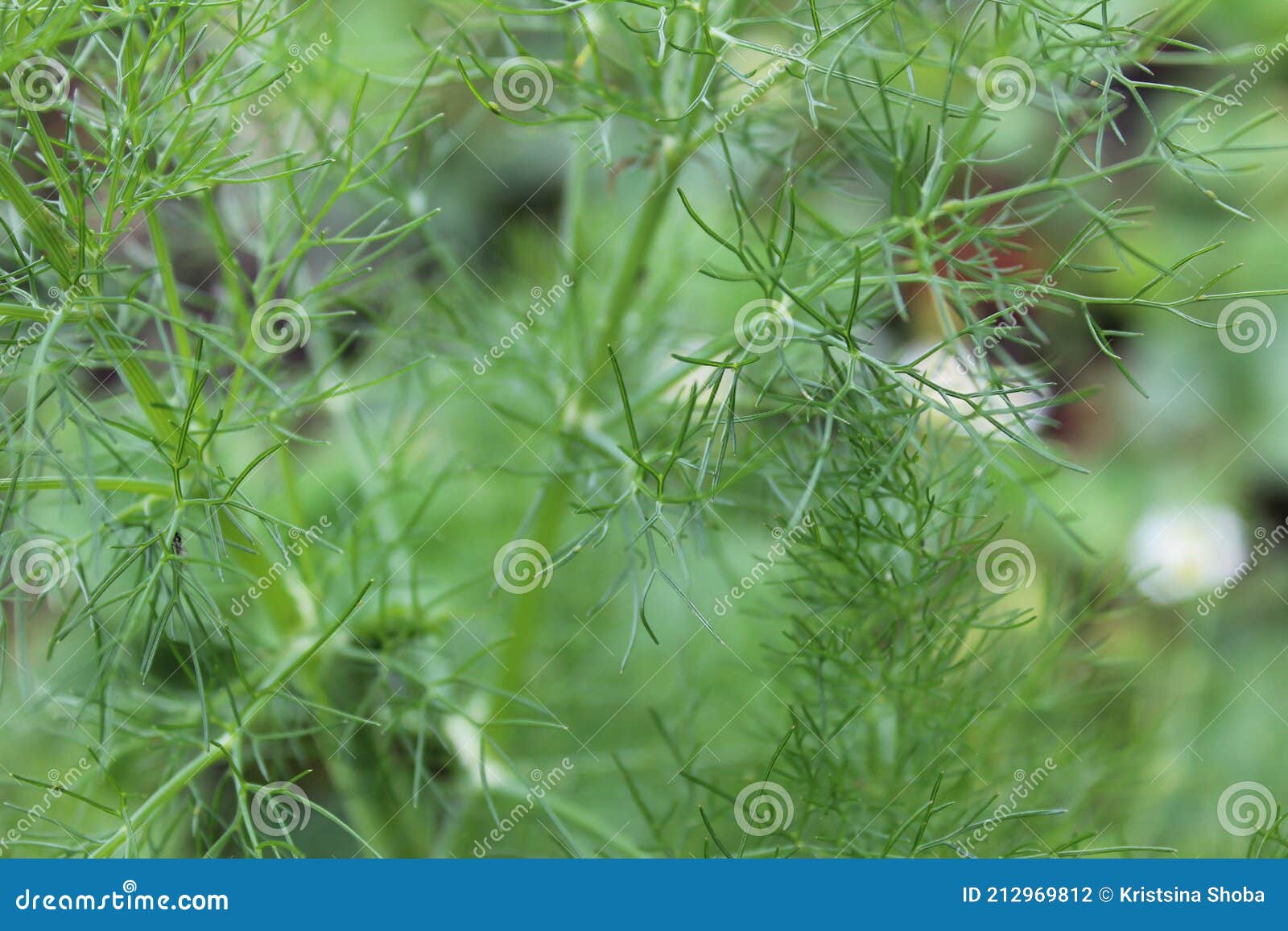 Green Background Thin Grass Dill Close-up Bright Stock Photo - Image of ...