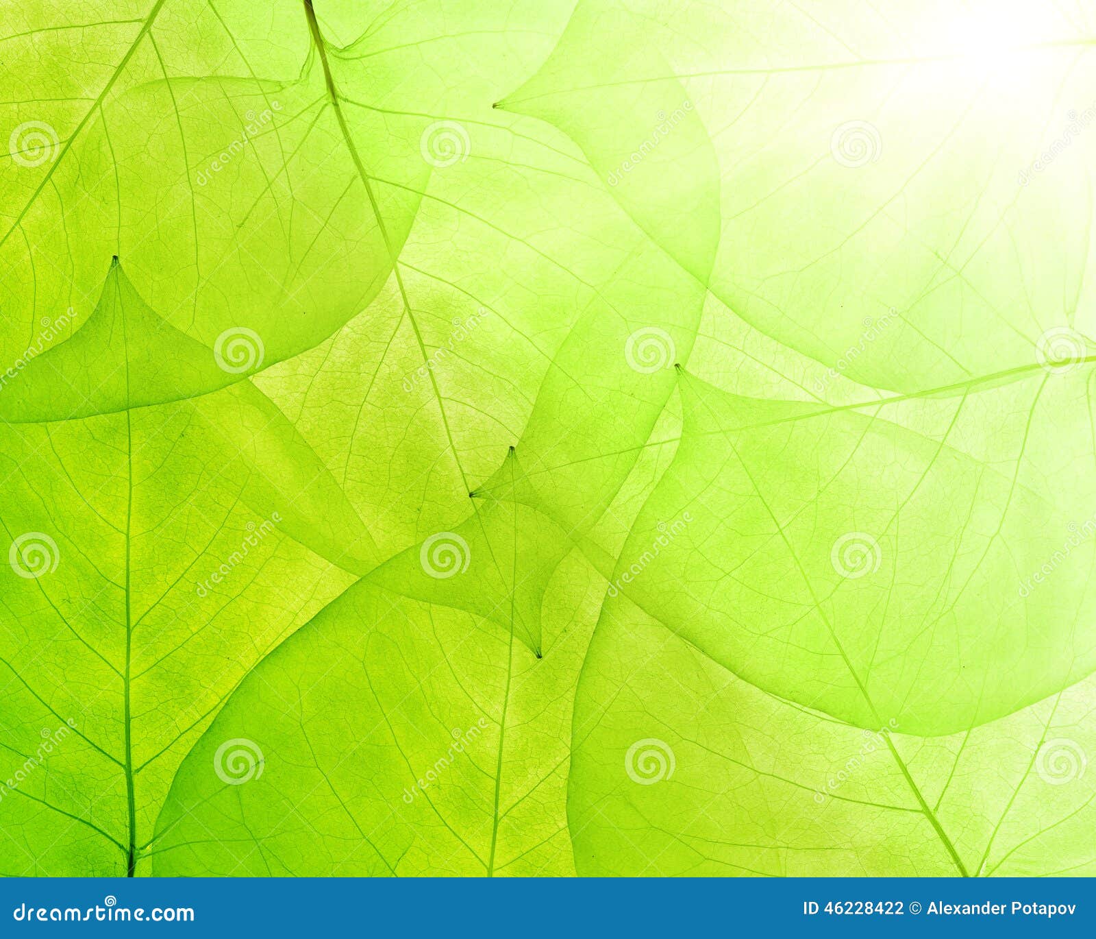 Green Background From Thin Leaves Stock Photo | CartoonDealer.com #46228422