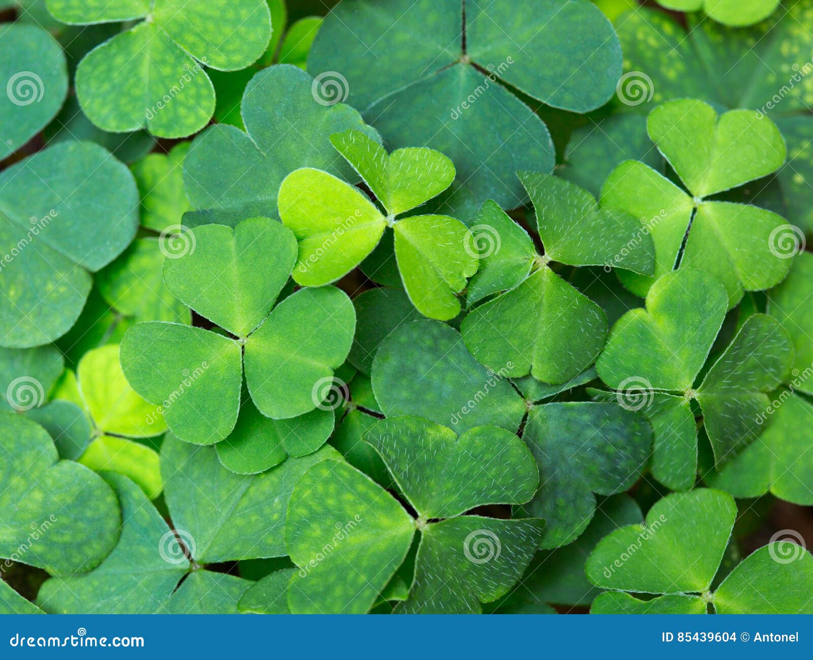 Green Background with Three-leaved Shamrocks. Stock Photo - Image of ...