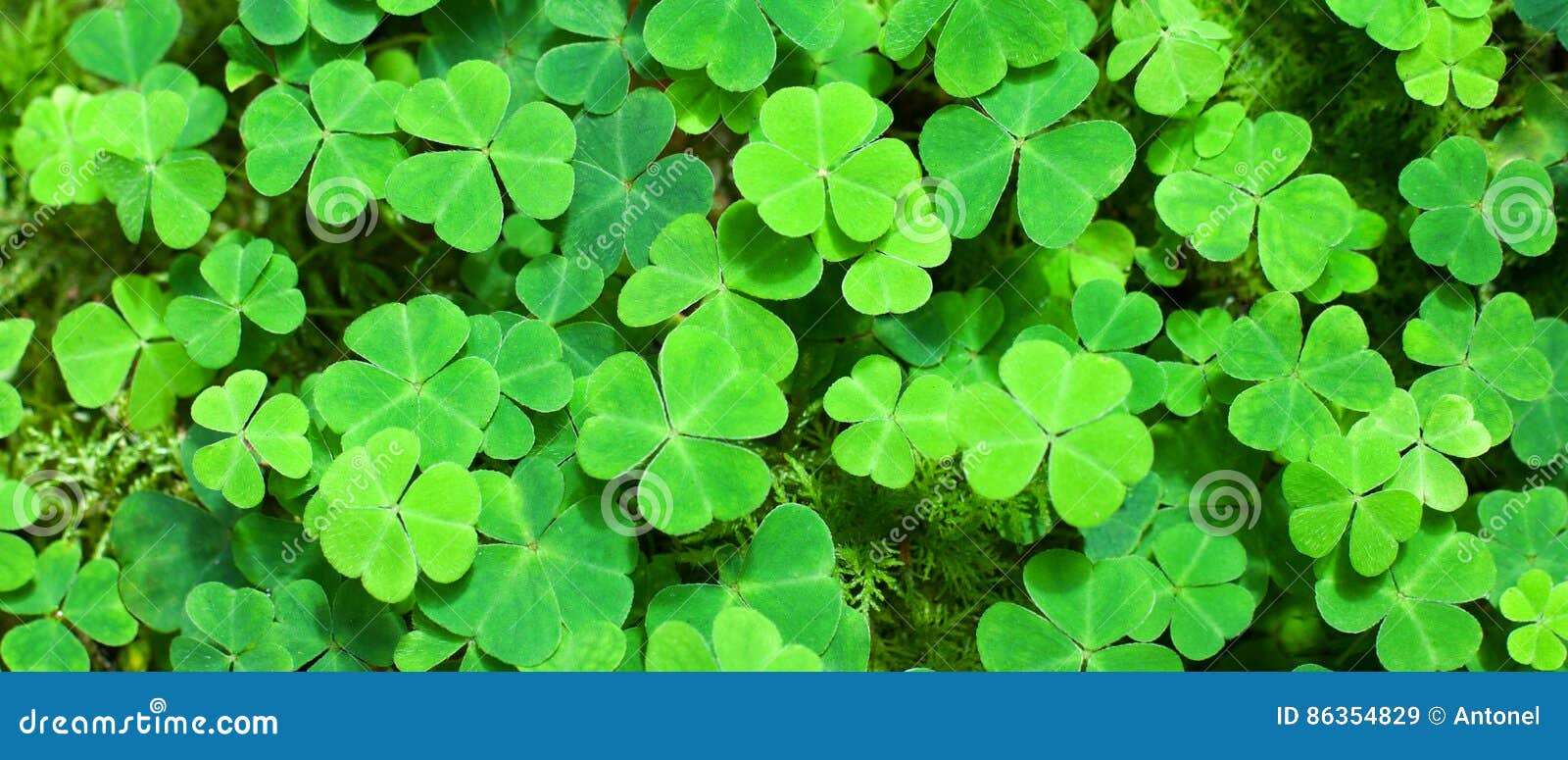 Green Background with Three-leaved Shamrocks. Stock Image - Image of ...