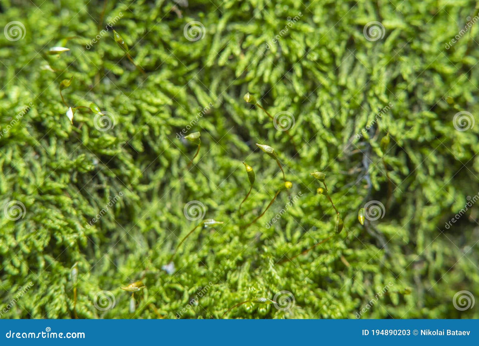 Green Background with Tree Climacium Moss in Soft Focus Stock Image ...