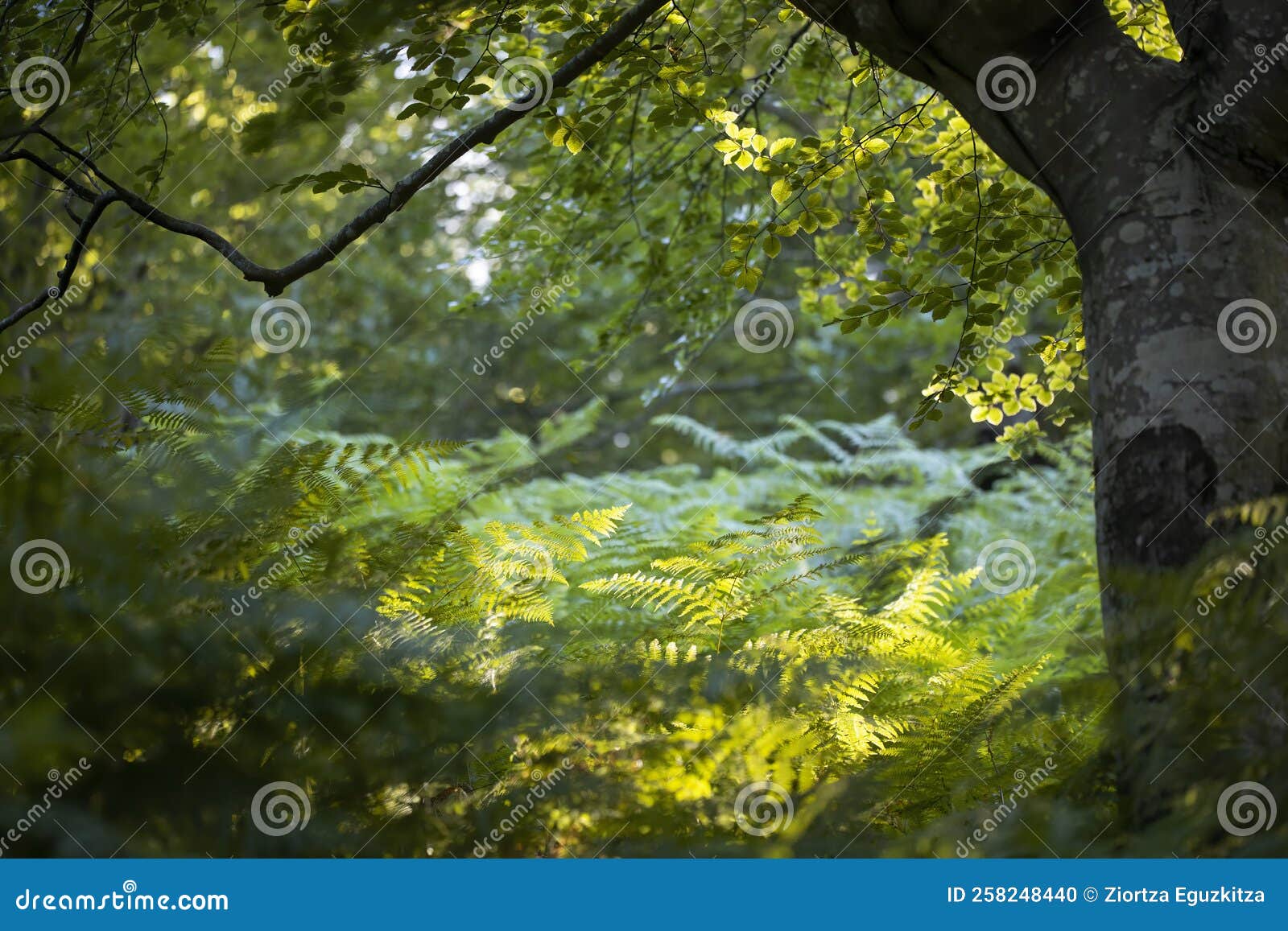 Green Background with the Tree Trunk As a Frame with Leaves in the ...
