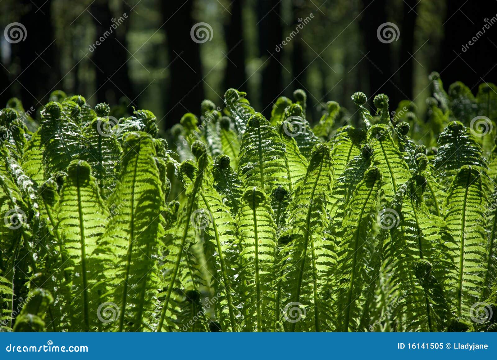 Green Background with Trees and Ferns Stock Image - Image of summer ...