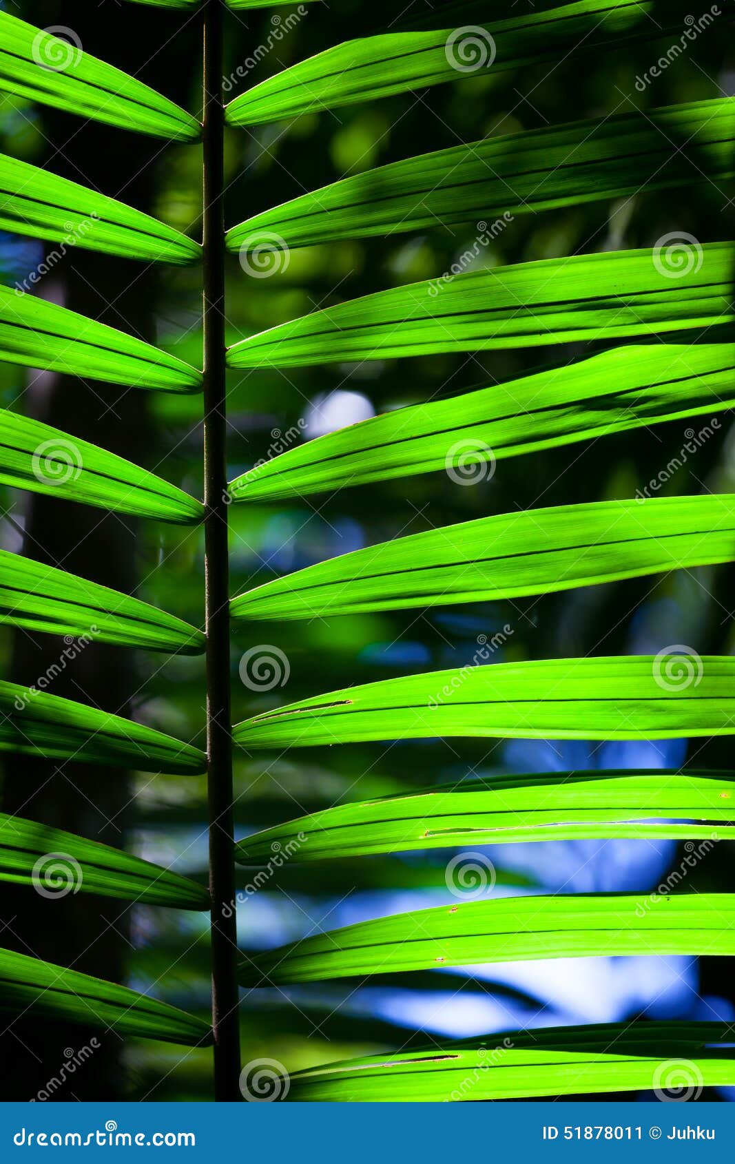 Green Backlit Leaf in the Jungle Stock Image - Image of light ...