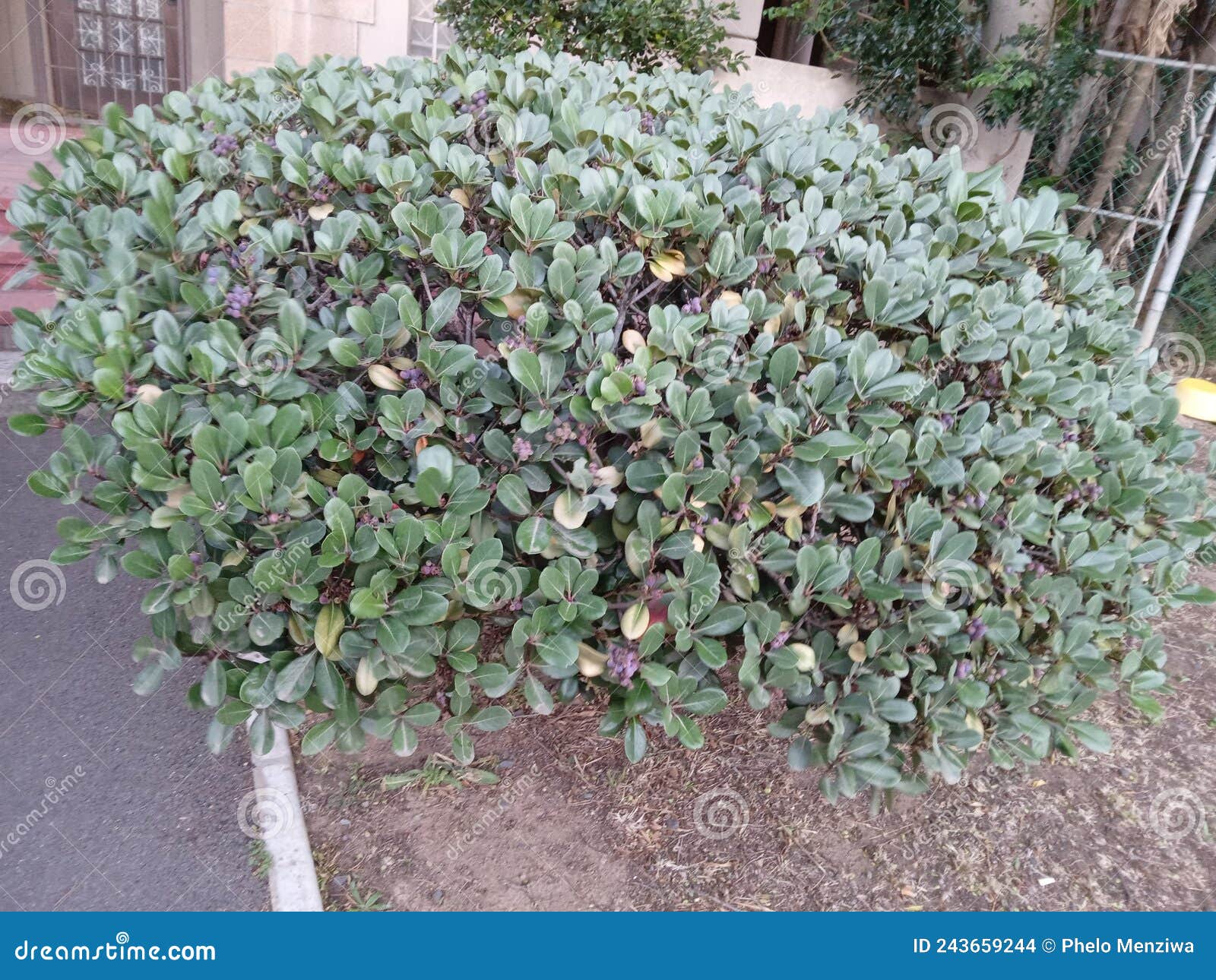 Green Backyard Tree- Cut and Trimmed Stock Photo - Image of green, tree ...