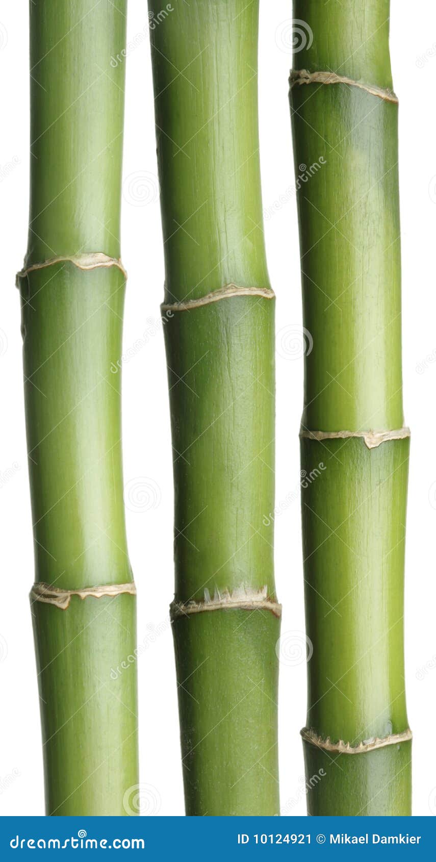 Green Bamboo stock image. Image of bamboo, objects, tall - 10124921