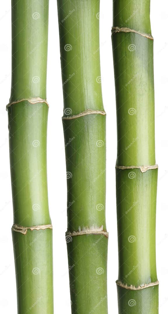 Green Bamboo stock image. Image of bamboo, objects, tall - 10124921