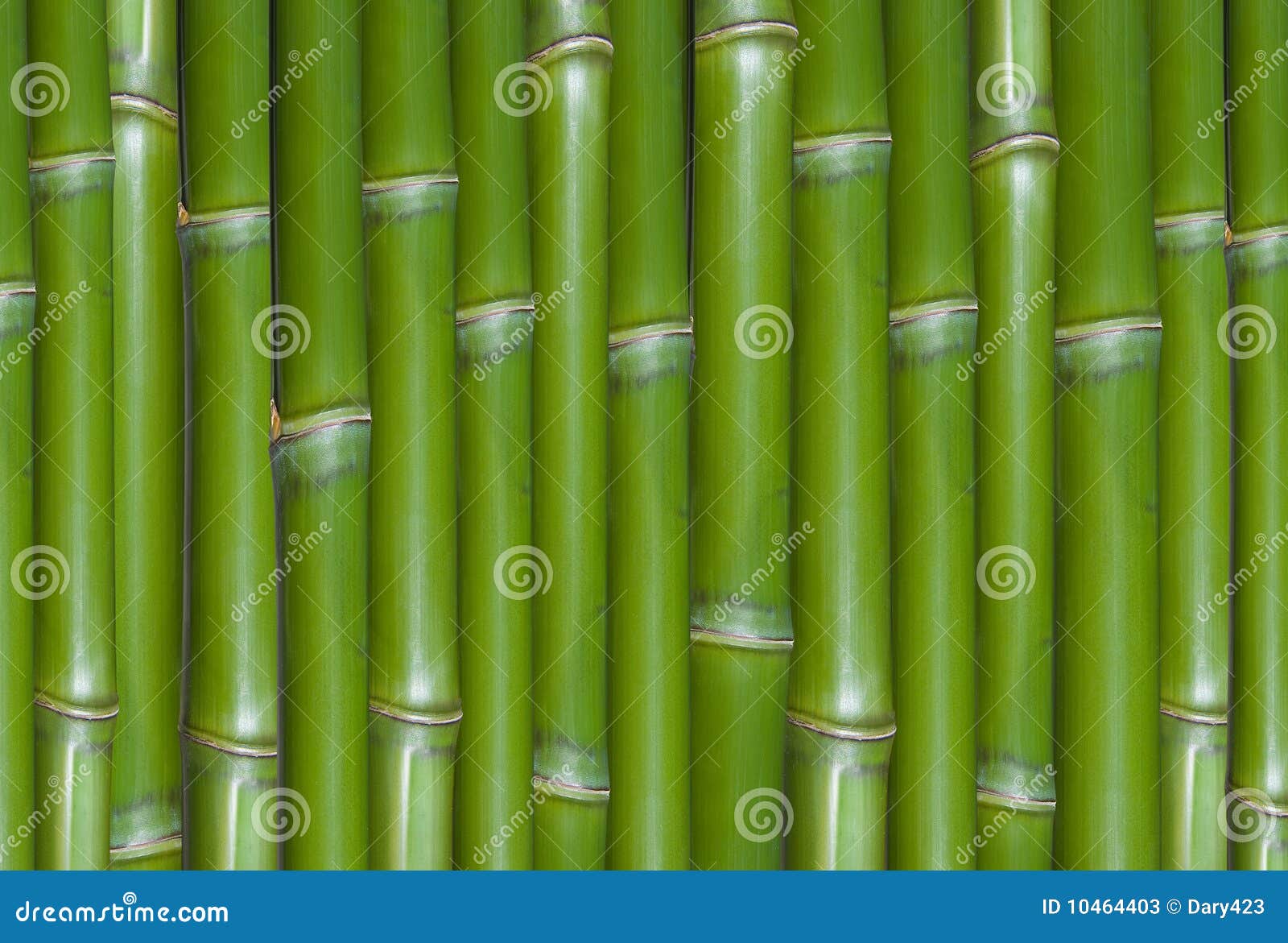 Green bamboo stock image. Image of flora, clump, branches - 10464403