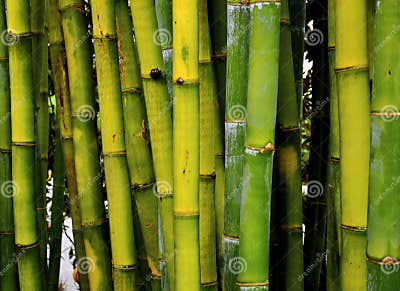 Green Bamboo stock image. Image of decoration, green - 12519593