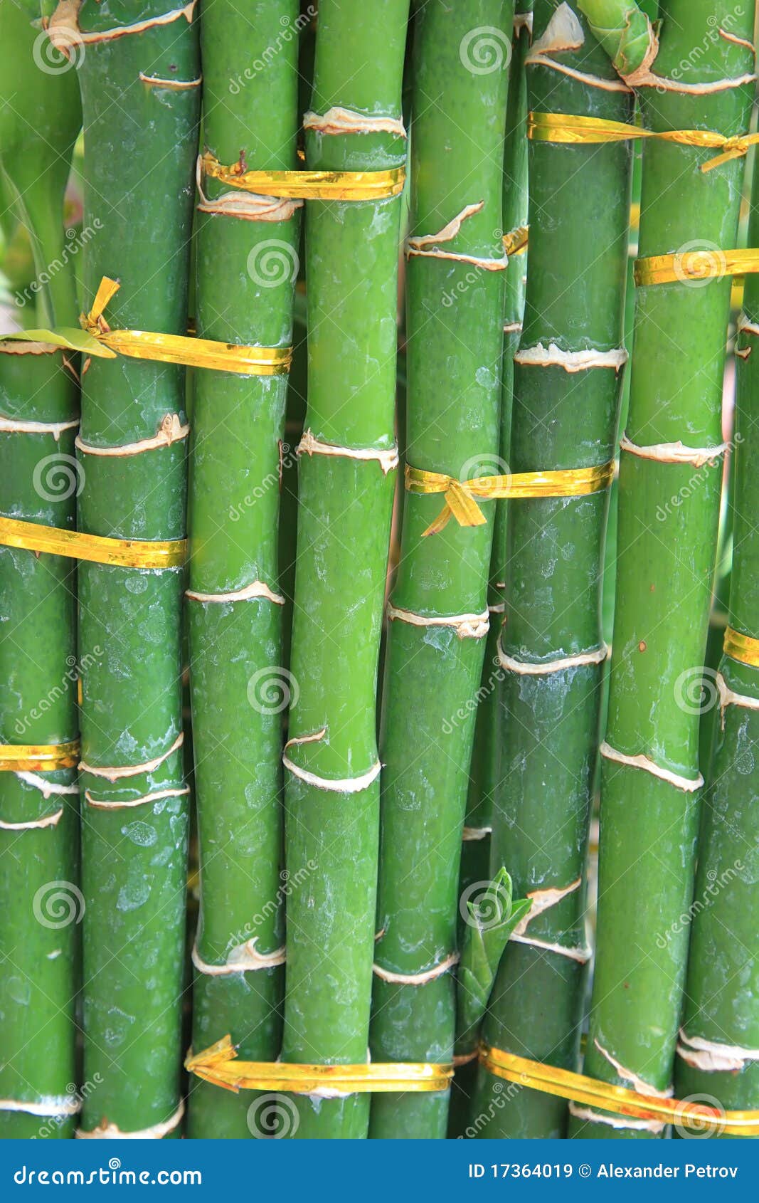Green bamboo stock image. Image of green, closeup, traditional - 17364019