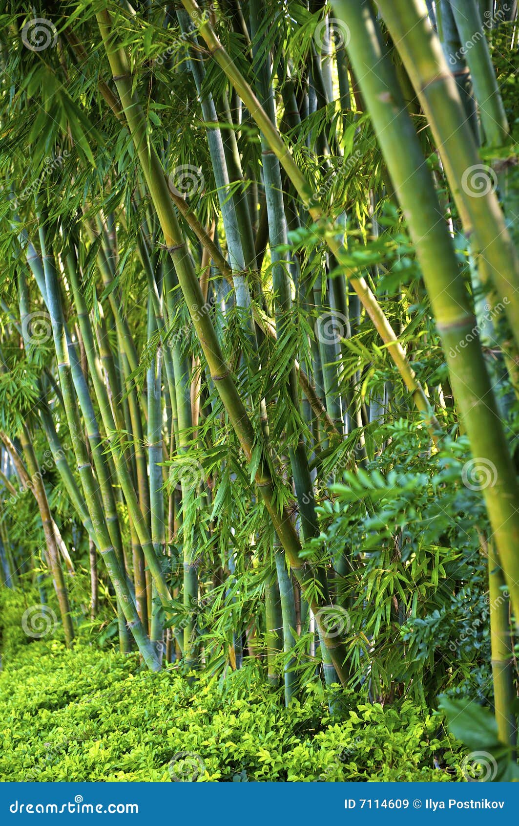 Shenzhen Spring Bamboo Stock Photos - Free & Royalty-Free Stock Photos ...