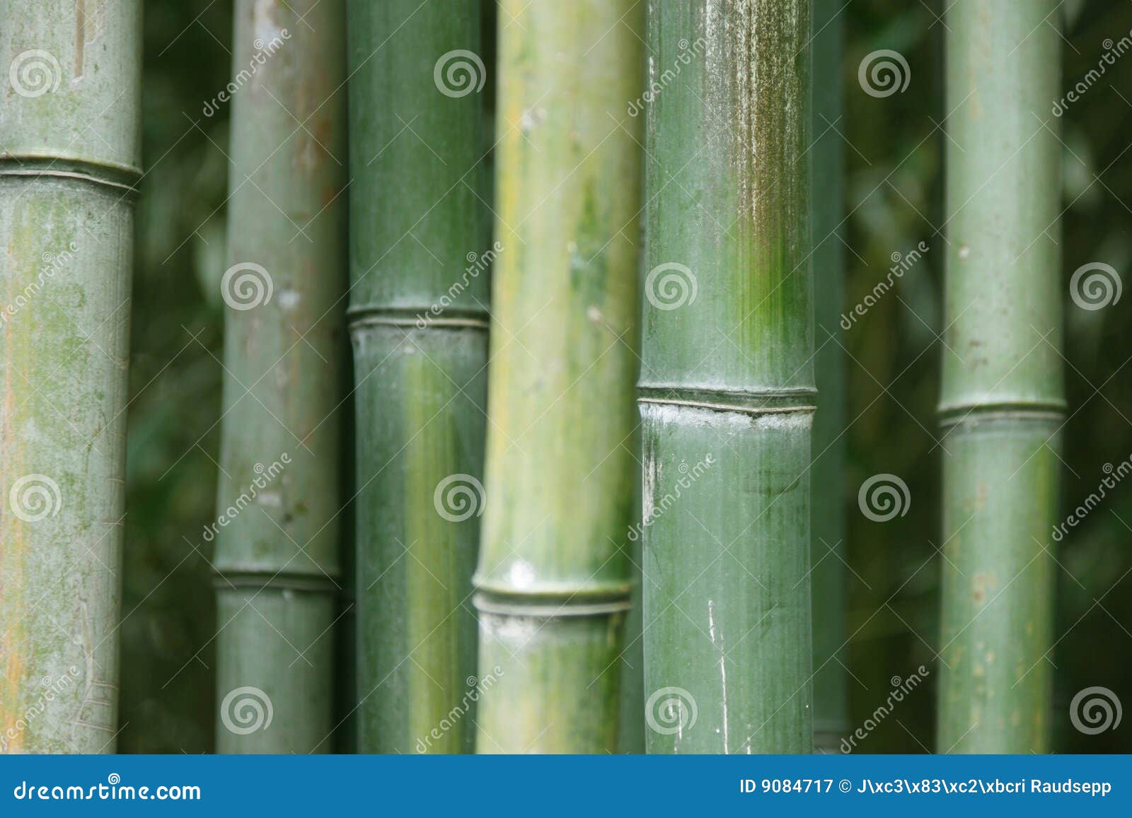 Green bamboo stock image. Image of japan, decoration, bamboo - 9084717