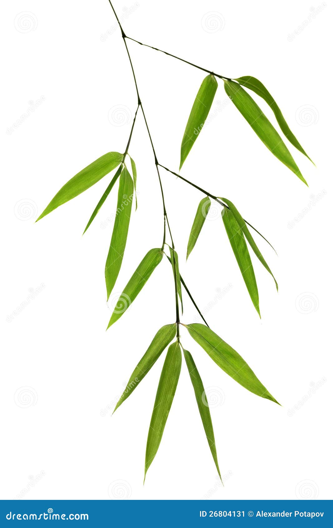 Green Bamboo Branch Isolated on White Stock Image - Image of green ...
