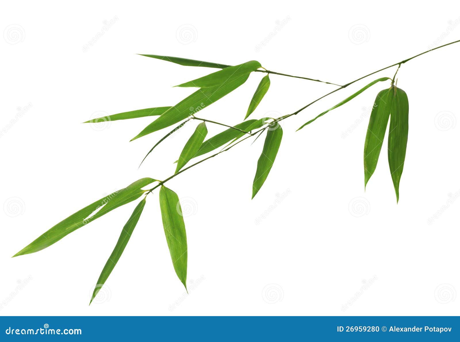 Bamboo Branch Blowing From Wind On Ba Na Hills In Vietnam Royalty-Free ...