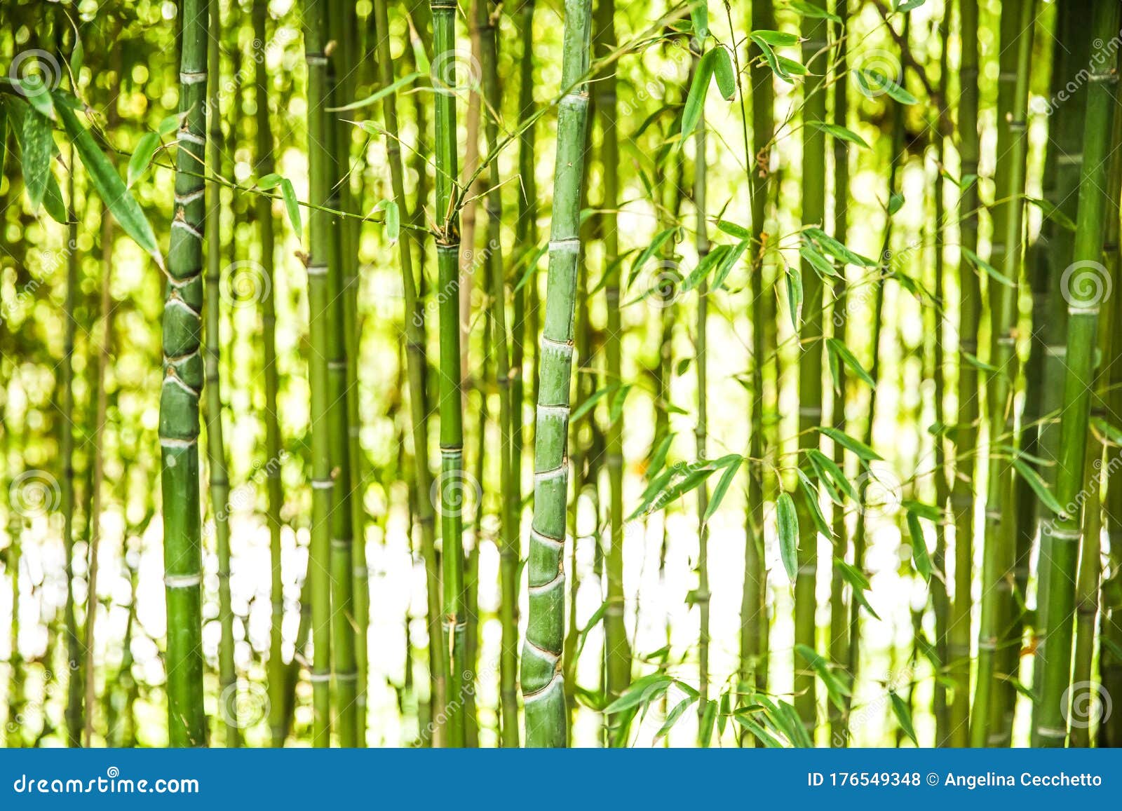 Green Bamboo Branches and Plants in Natural Garden Stock Photo - Image ...