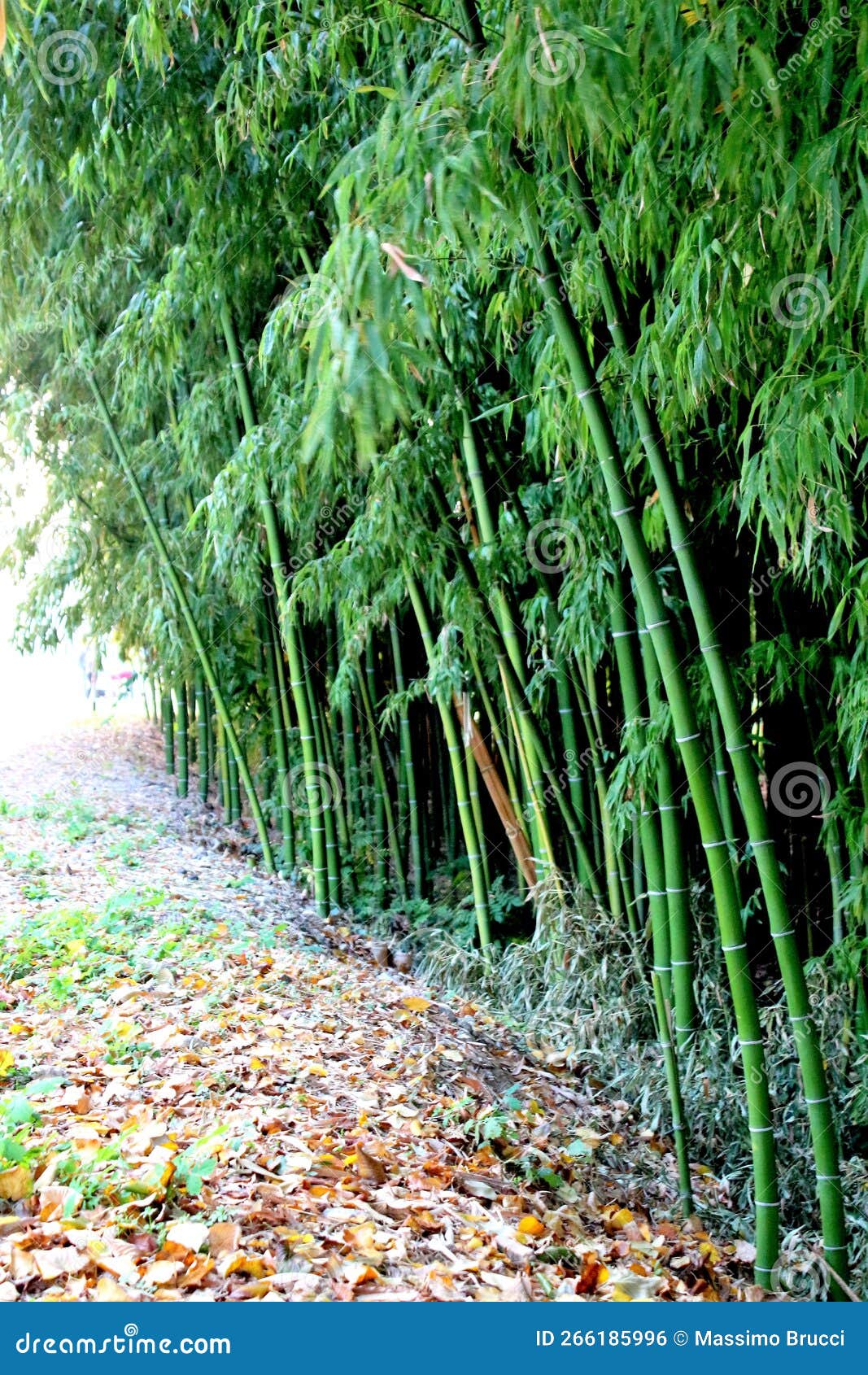 Green bamboo canes stock photo. Image of spring, italyn - 266185996