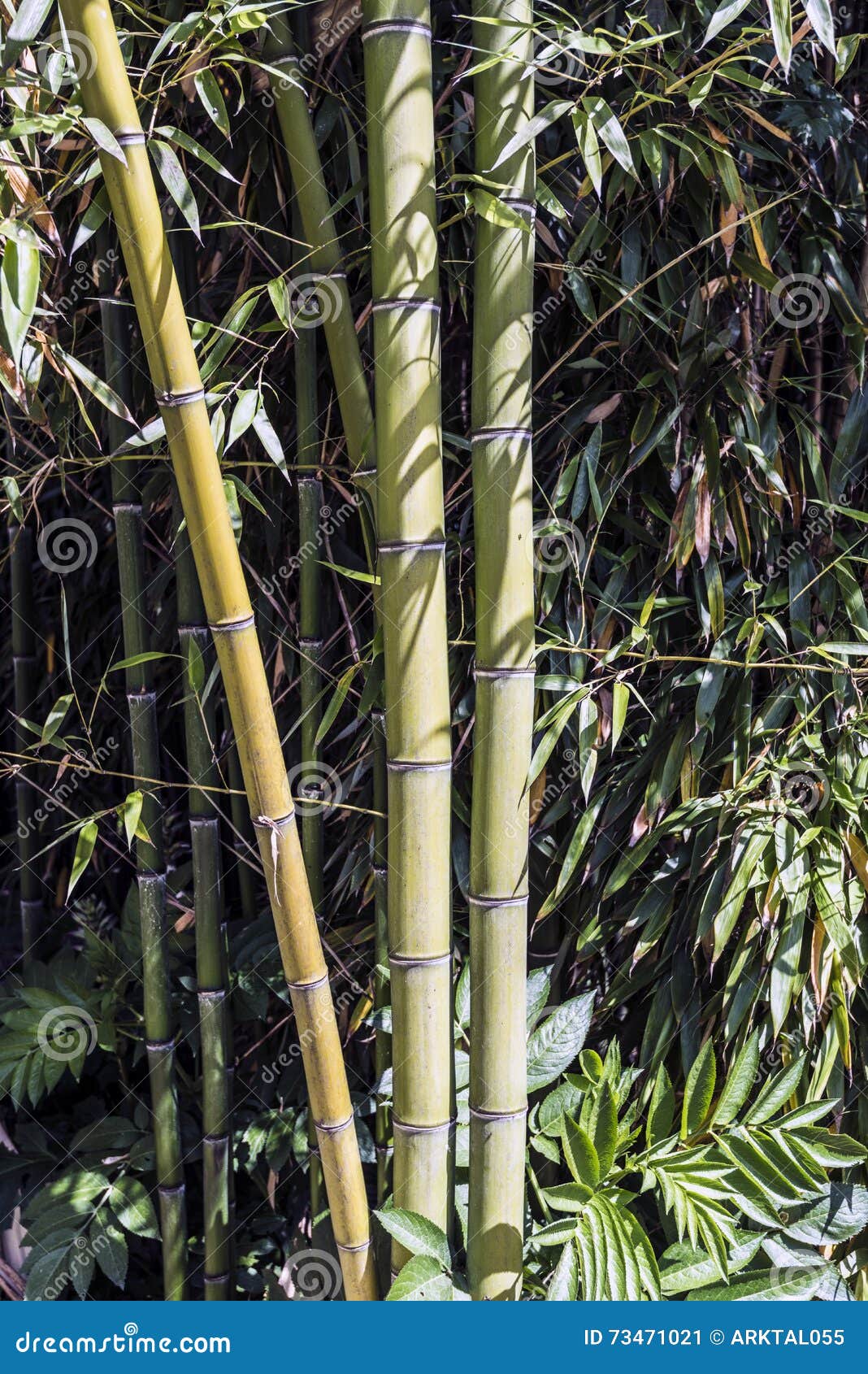 Green bamboo canes group 1 stock image. Image of life - 73471021