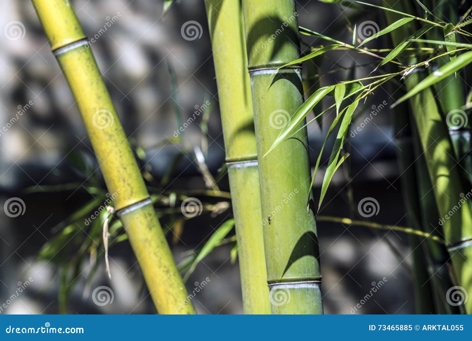 Green bamboo canes group stock image. Image of nature - 73465885