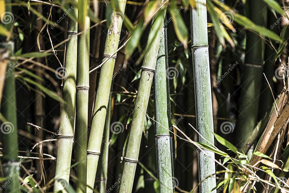 Green bamboo canes group 3 stock photo. Image of canes - 73466502