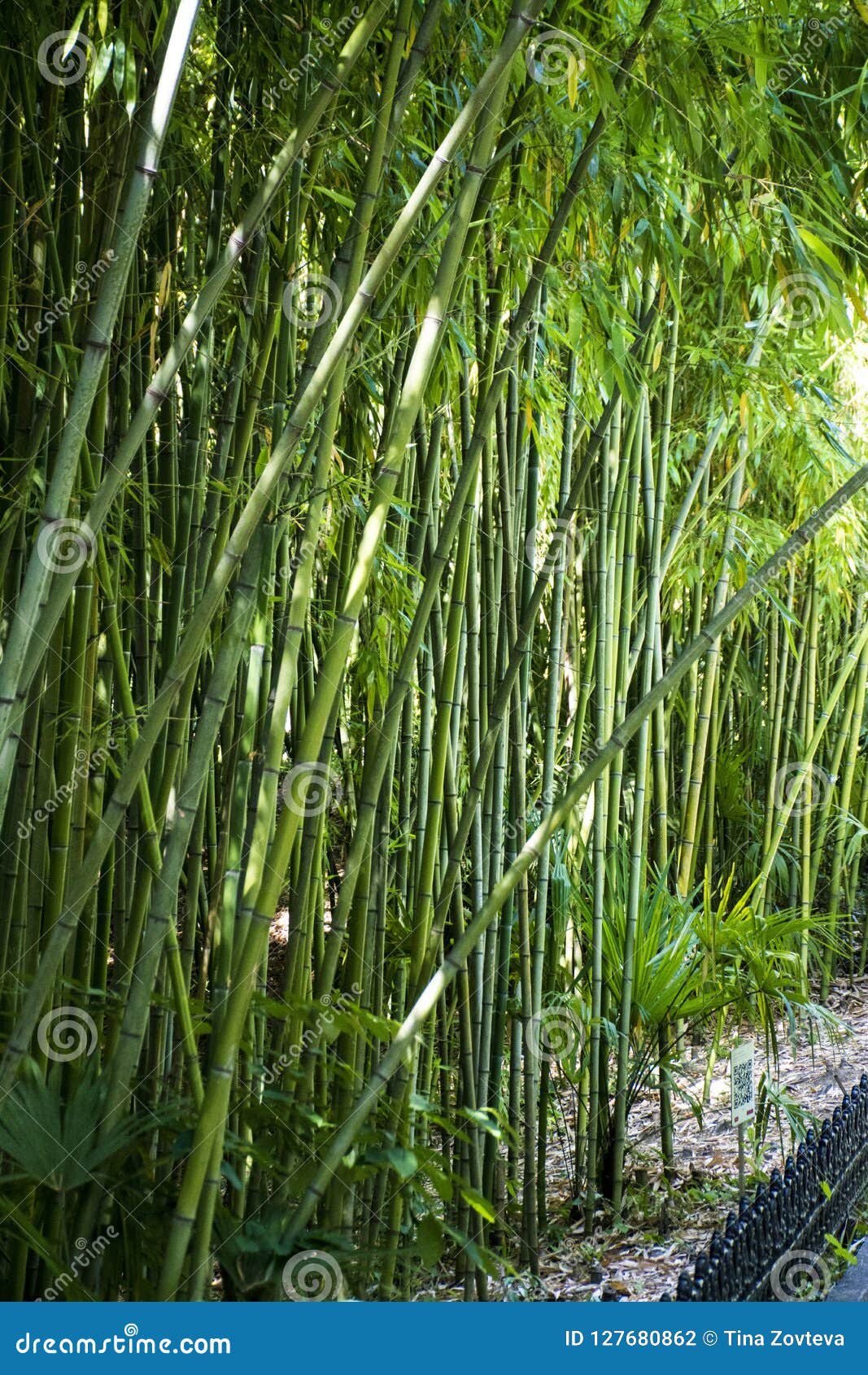 Green Bamboo Forest in Asia Stock Photo - Image of environment ...