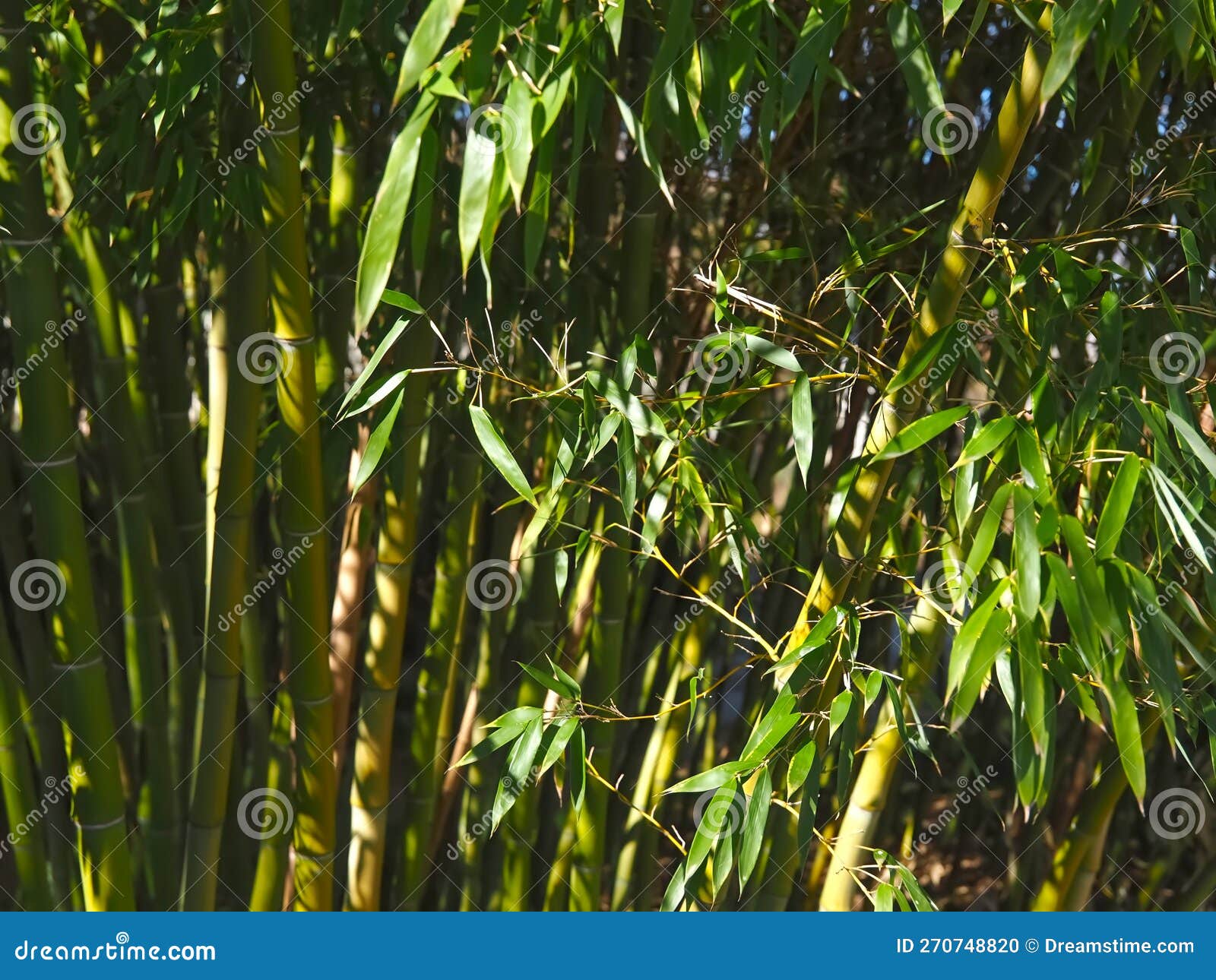 Green Bamboo Forest Phyllostachys Dulcis Stock Photo - Image of ...