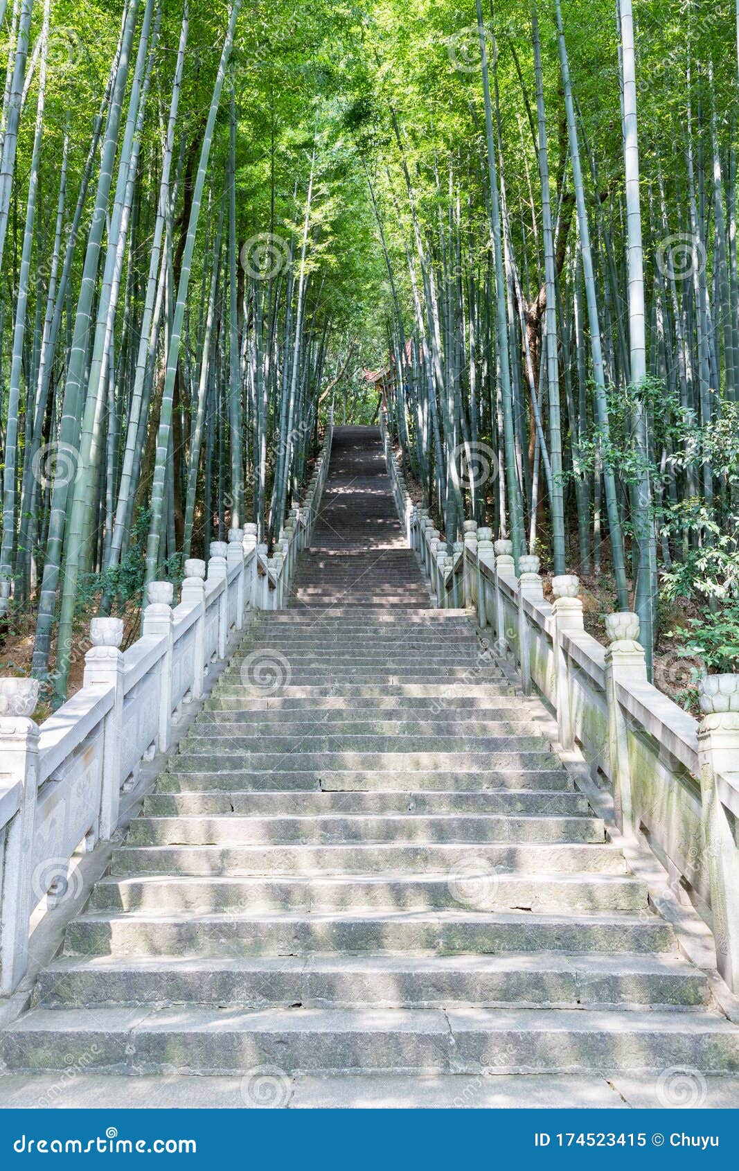 Green Bamboo Forest and Step Path Stock Image - Image of quiet, grove ...