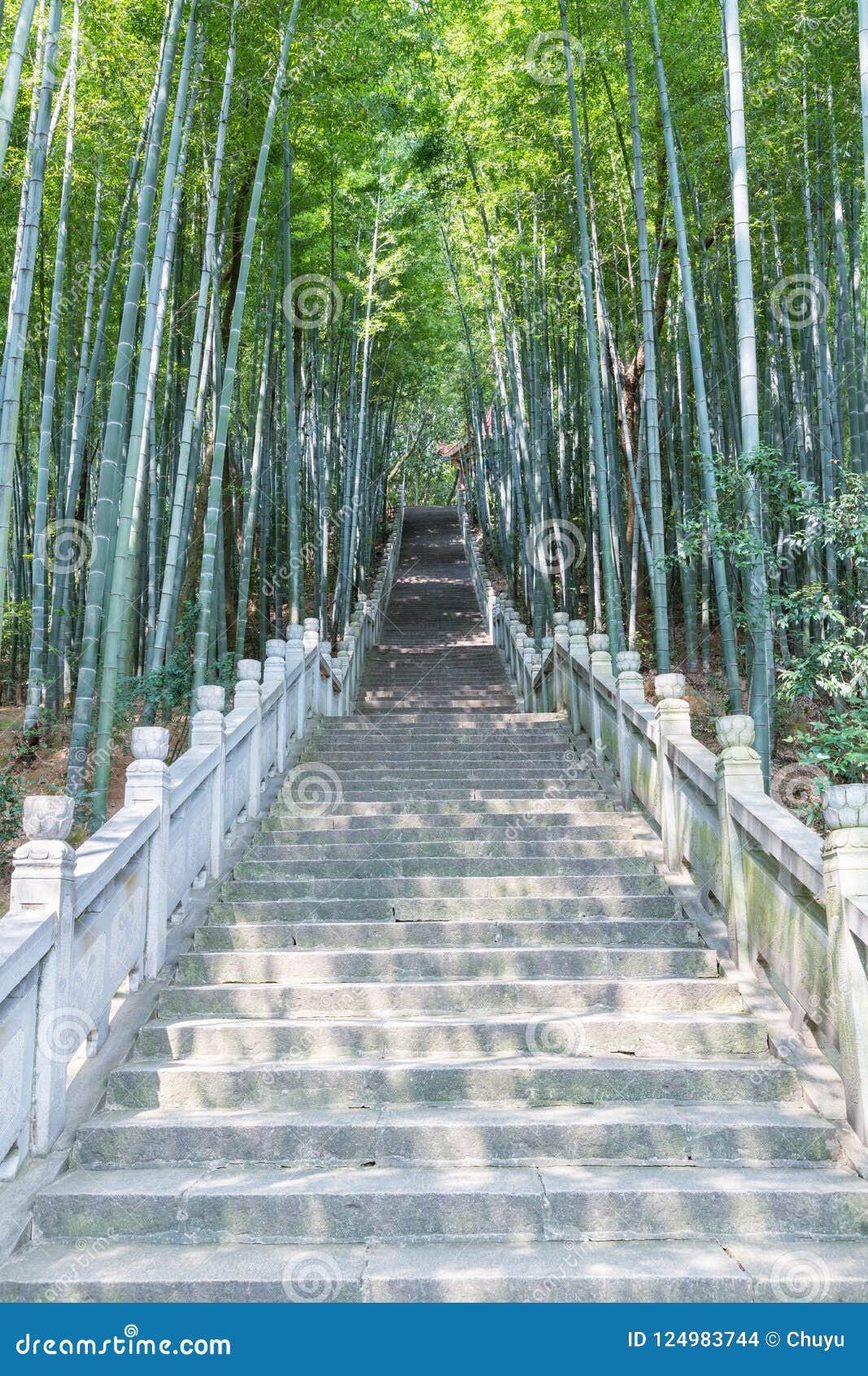 Green Bamboo Forest and Stone Steps Stock Photo - Image of plant ...