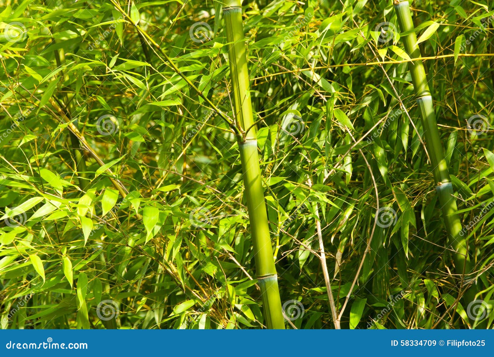 Green bamboo stock image. Image of botanical, china, flora - 58334709