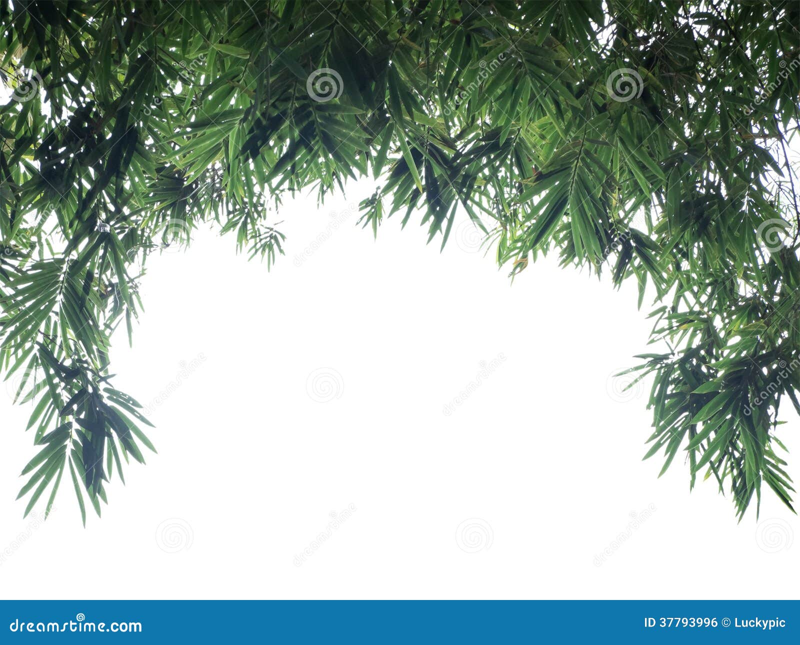Green Bamboo Leaf Background - Border Design Stock Photo - Image of ...