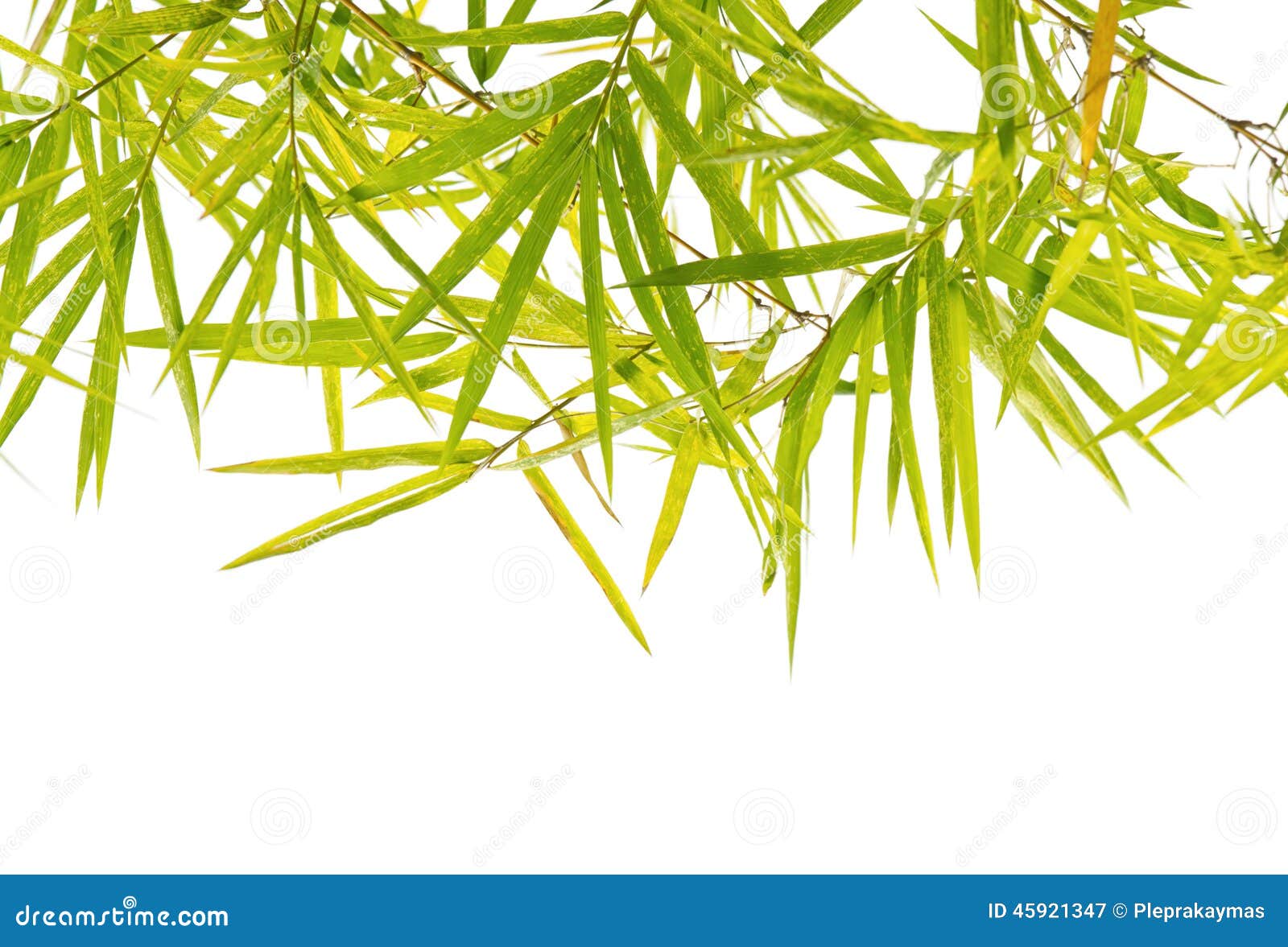 Green Bamboo Leaf Background Stock Image - Image of blank, beautiful ...