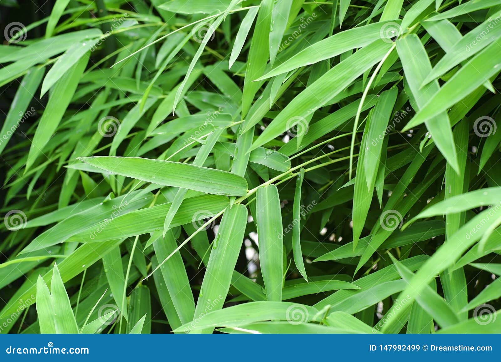 Bamboo, Leaves, Background, Green, Wall, Natural Stock Image - Image of ...