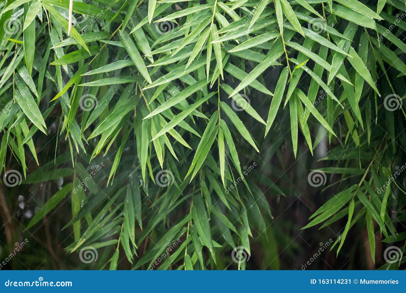 Green Bamboo Leaves with Raining Stock Image - Image of jungle ...